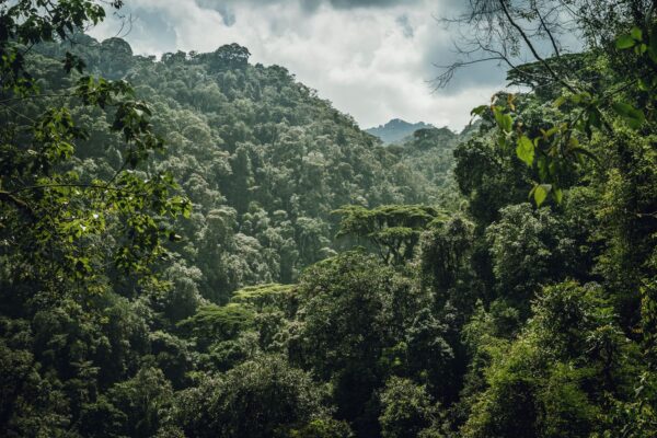A Guide To 10 Days in Rwanda Tours You Need To Know - RivExcel Tours